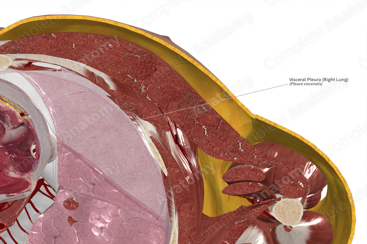 Visceral Pleura (Right Lung) | Complete Anatomy