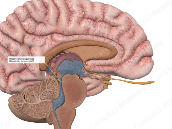 Mesencephalic Aqueduct | Complete Anatomy