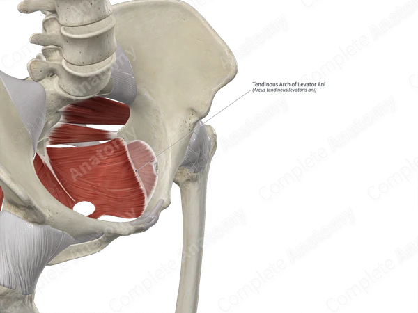 Tendinous Arch of Levator Ani | Complete Anatomy
