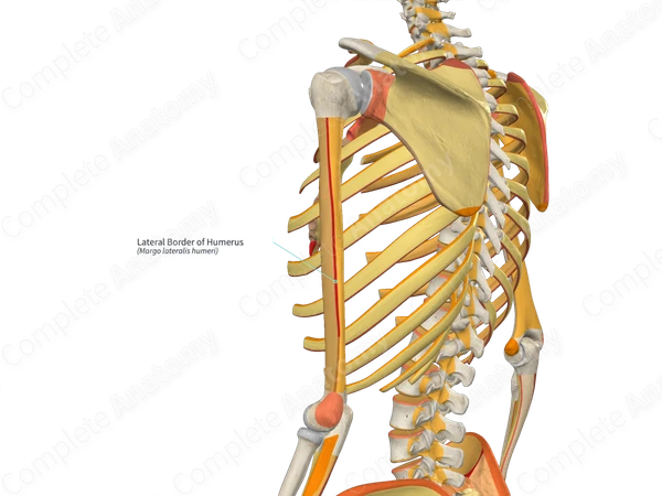 Lateral Border of Humerus | Complete Anatomy