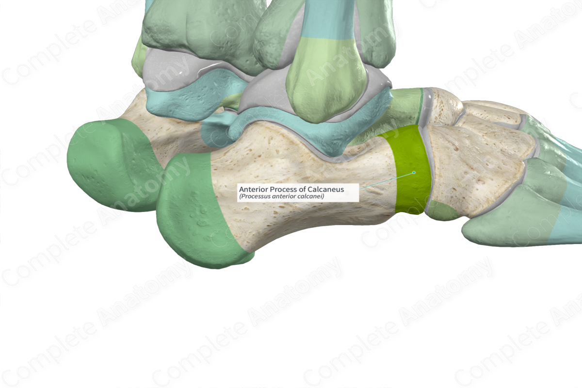 Anterior Process of Calcaneus | Complete Anatomy