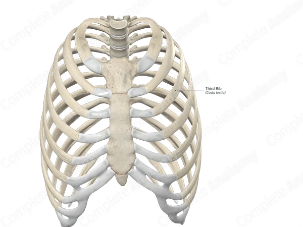 Third Rib | Complete Anatomy