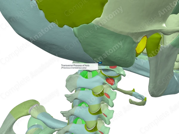 Transverse Process of Axis (Right) | Complete Anatomy