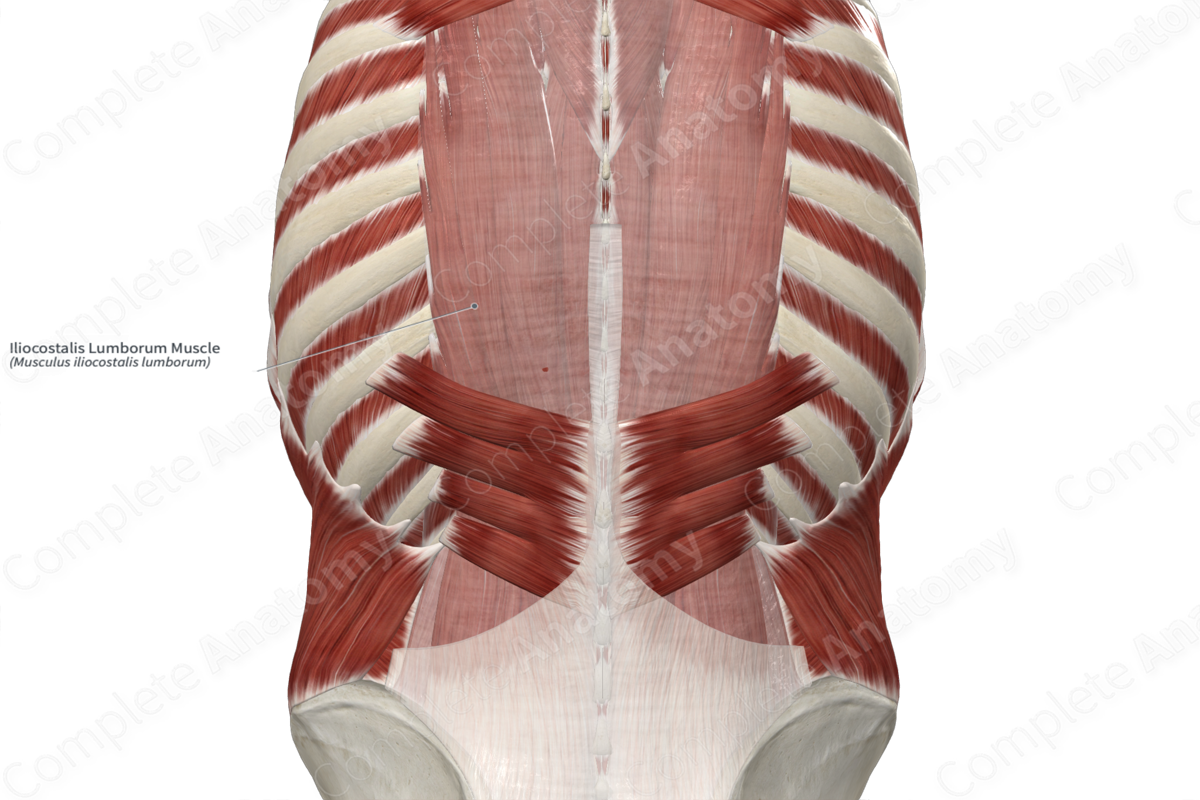 Iliocostalis Lumborum Muscle | Complete Anatomy