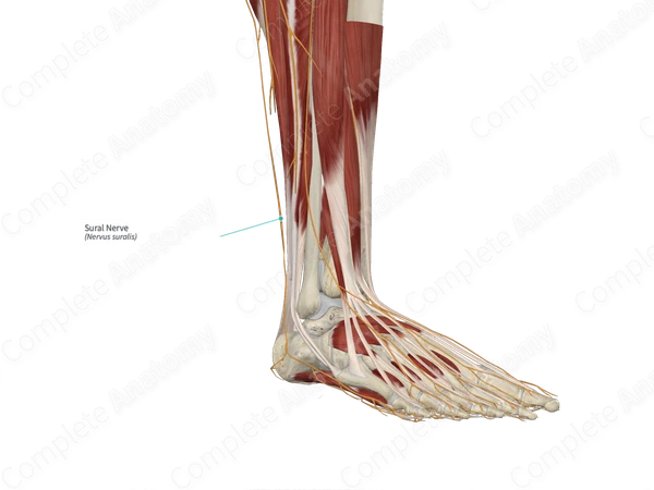 Sural Nerve | Complete Anatomy