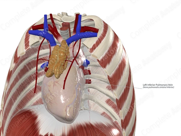 Left Inferior Pulmonary Vein | Complete Anatomy