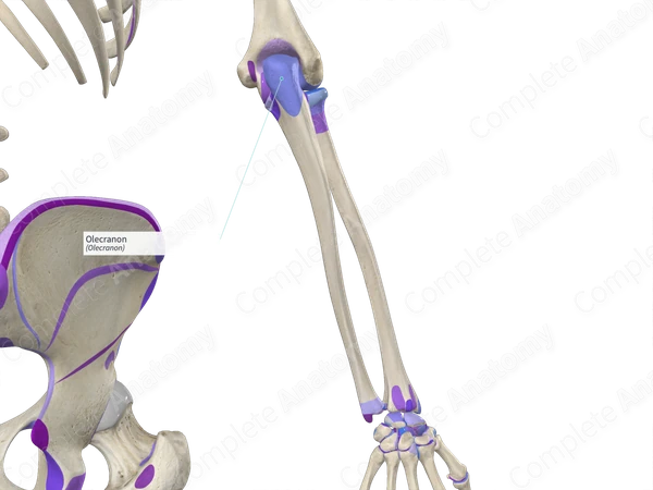 Olecranon | Complete Anatomy