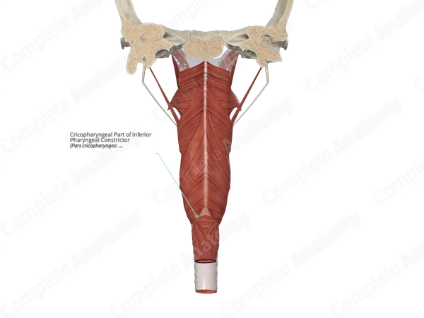 Cricopharyngeal Part of Inferior Pharyngeal Constrictor | Complete Anatomy