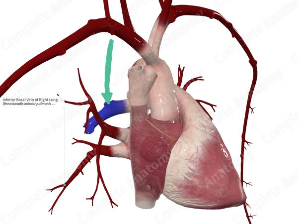 Inferior Basal Vein of Right Lung | Complete Anatomy