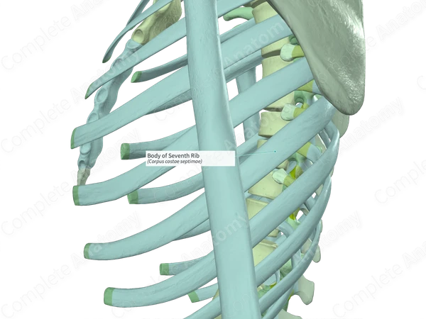 Body of Seventh Rib | Complete Anatomy