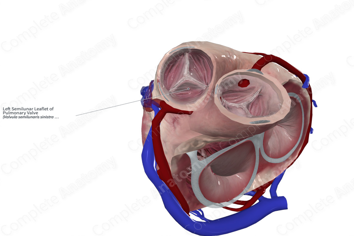 Left Semilunar Leaflet of Pulmonary Valve | Complete Anatomy