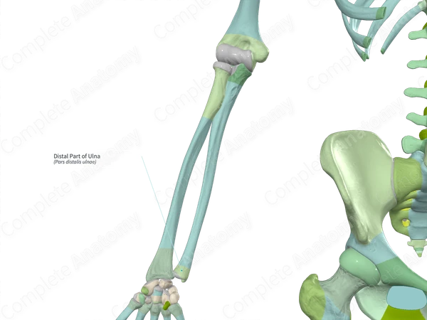 Distal Part of Ulna | Complete Anatomy