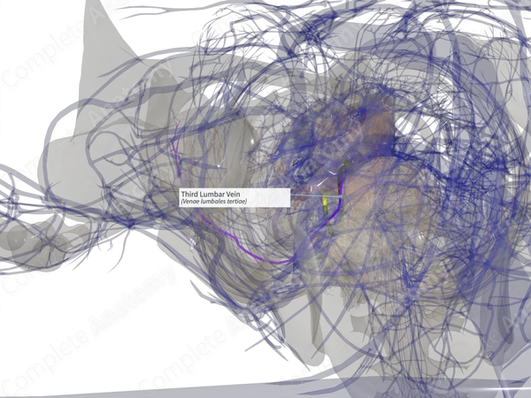 Third Lumbar Vein (Right) | Complete Anatomy