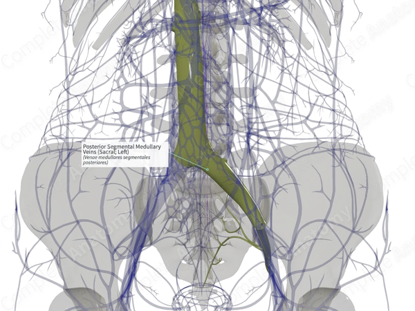 Posterior Segmental Medullary Veins (Sacral; Left) | Complete Anatomy