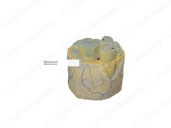 Mesoneurium | Complete Anatomy