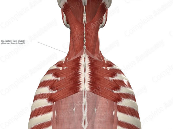 Iliocostalis Colli Muscle | Complete Anatomy