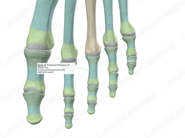 Body of Proximal Phalanx of Third Toe | Complete Anatomy