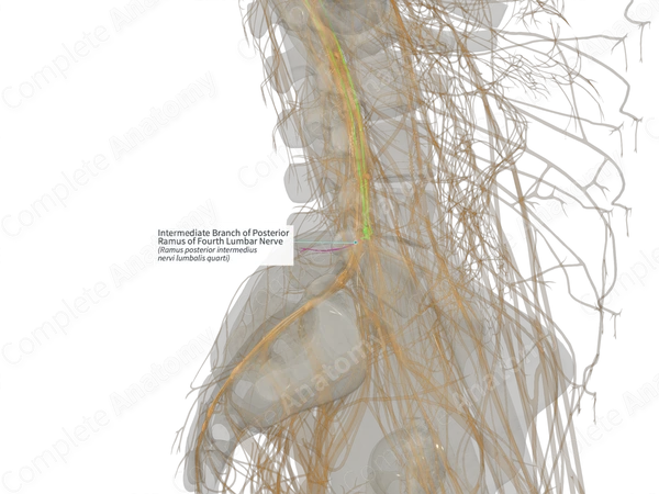 Intermediate Branch of Posterior Ramus of Fourth Lumbar Nerve (Left ...