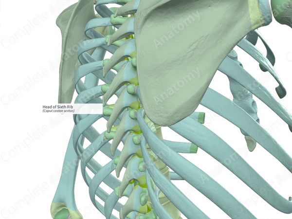 Head of Sixth Rib | Complete Anatomy