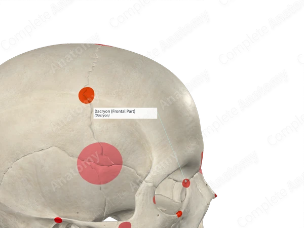 Dacryon (Frontal Part) | Complete Anatomy