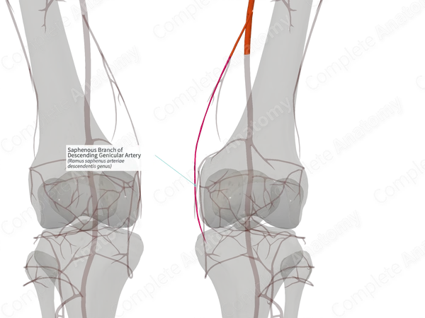 Saphenous Branch of Descending Genicular Artery (Right) | Complete Anatomy