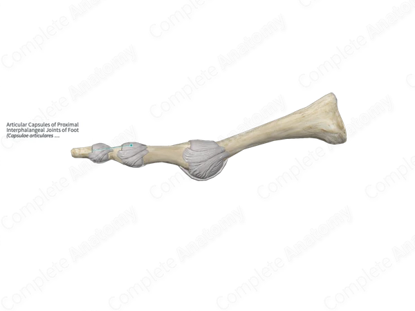 Interphalangeal Joints Interphalangeal Joints Of Foot