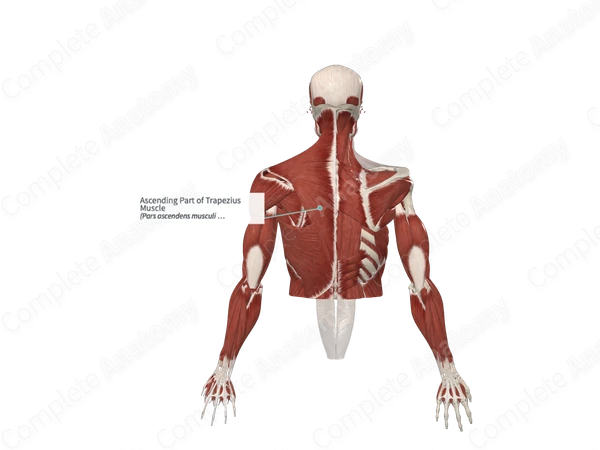 Ascending Part of Trapezius Muscle | Complete Anatomy