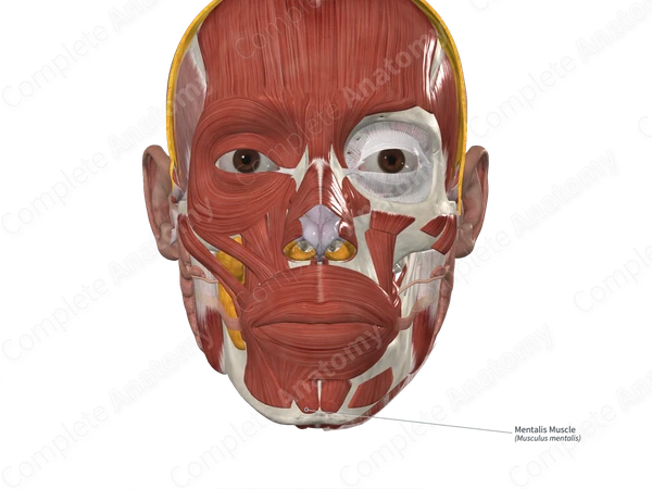 Mentalis
