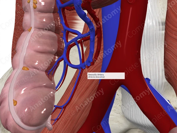 Ileocolic Artery | Complete Anatomy