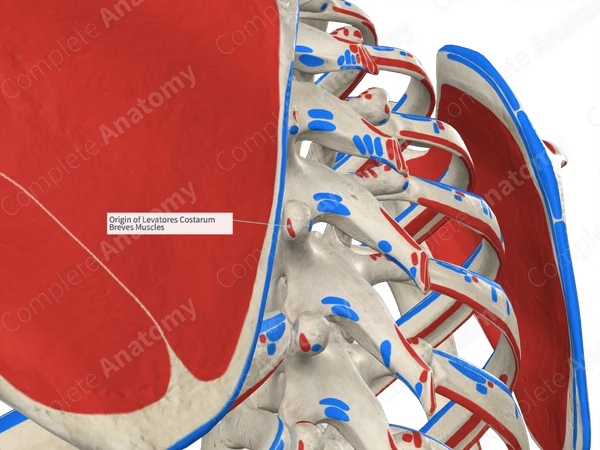 Origin of Levatores Costarum Breves Muscles | Complete Anatomy