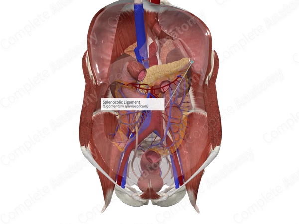 Splenocolic Ligament | Complete Anatomy