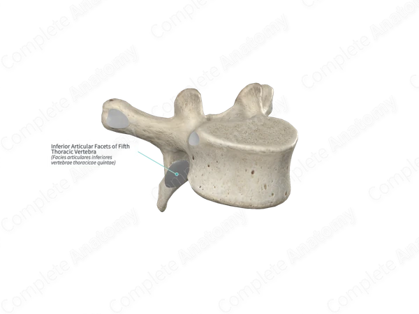 Inferior Articular Facets of Fifth Thoracic Vertebra | Complete Anatomy