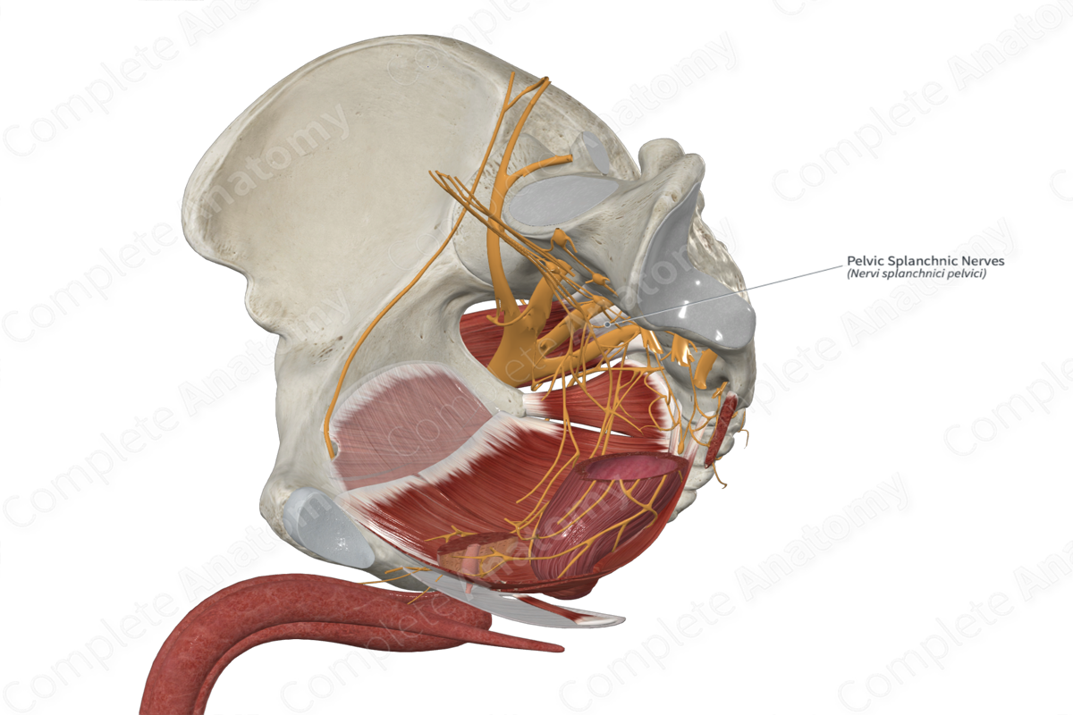 Pelvic Splanchnic Nerves Complete Anatomy