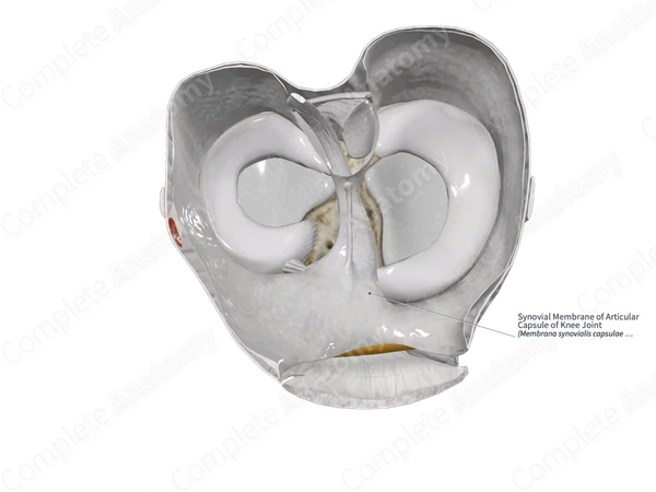 Synovial Membrane of Articular Capsule of Knee Joint | Complete Anatomy