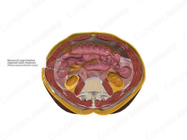 Mucosa of Large Intestine (Sigmoid Colon; Posterior) | Complete Anatomy