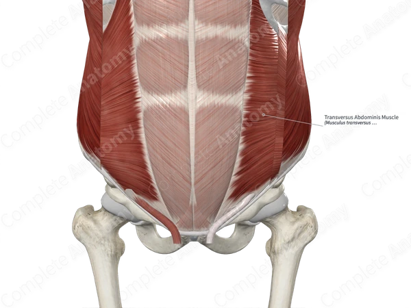 Transversus Abdominis Muscle | Complete Anatomy