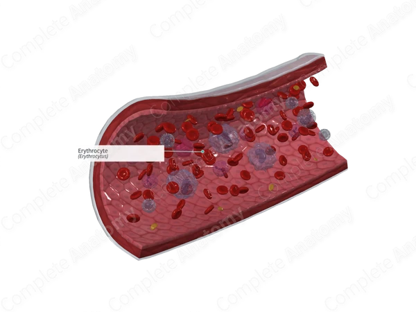 Erythrocyte | Complete Anatomy