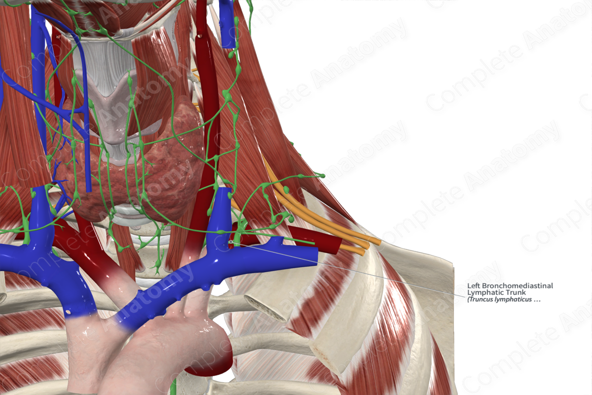 Left Bronchomediastinal Lymphatic Trunk | Complete Anatomy