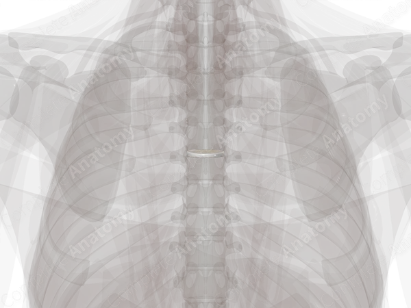 Intervertebral Disc (T5-T6) | Complete Anatomy