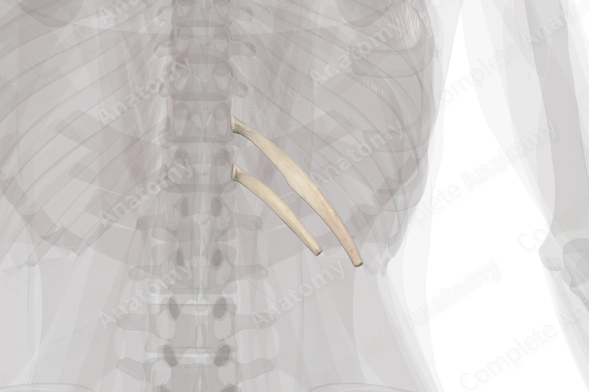 Floating Ribs (Left) | Complete Anatomy