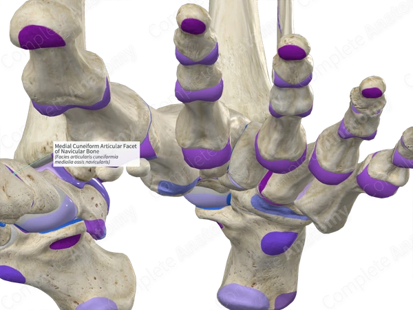 Medial Cuneiform Articular Facet of Navicular Bone | Complete Anatomy