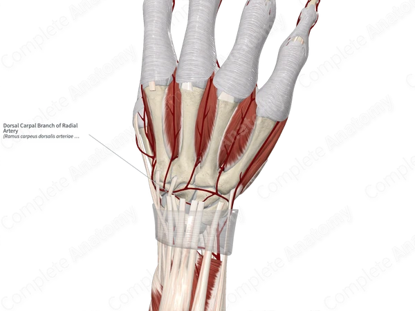 Dorsal Carpal Branch of Radial Artery | Complete Anatomy