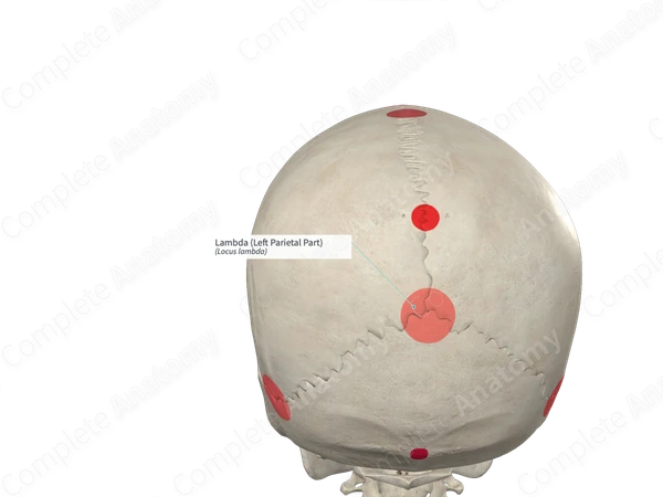 Lambda (Left Parietal Part) | Complete Anatomy