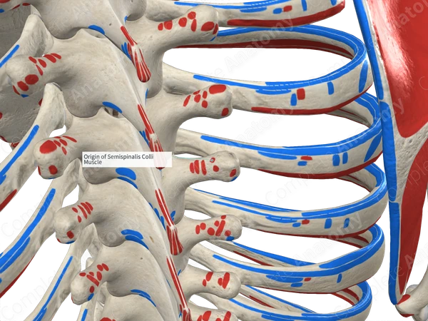 Origin of Semispinalis Colli Muscle | Complete Anatomy