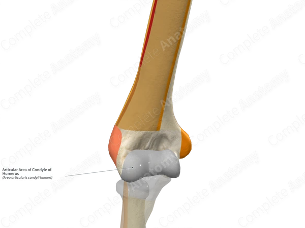 Articular Area of Condyle of Humerus | Complete Anatomy