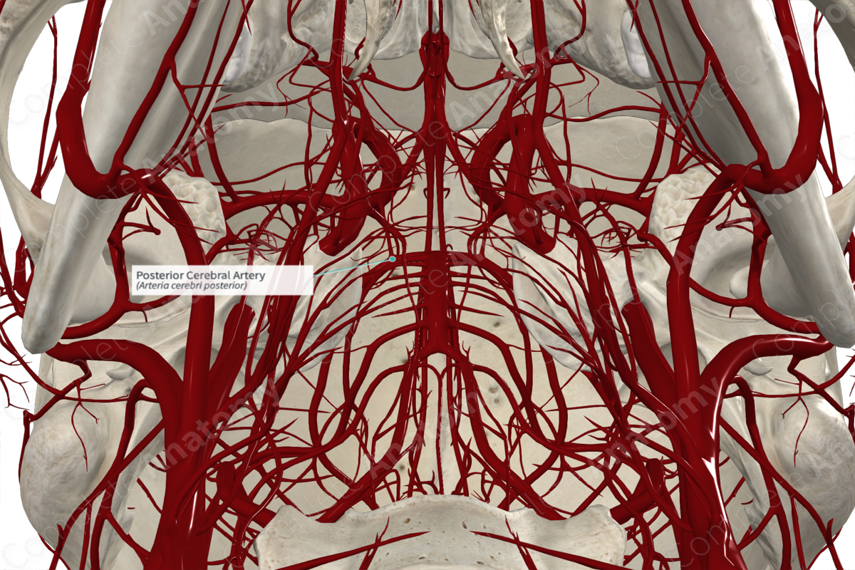 Posterior Cerebral Artery Right Complete Anatomy