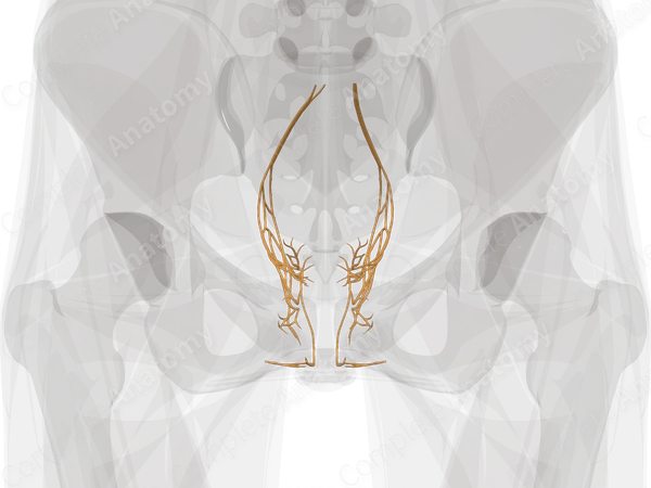 Pelvic Plexuses | Complete Anatomy