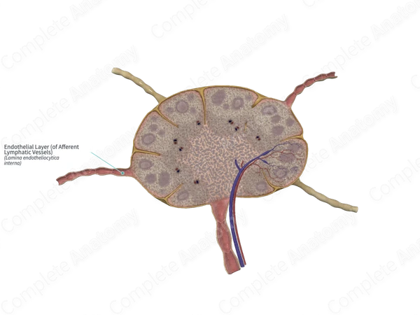 Endothelial Layer (of Afferent Lymphatic Vessels) | Complete Anatomy