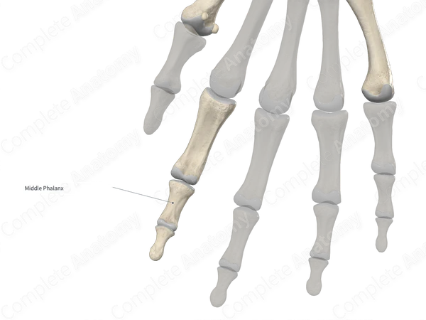Middle Phalanx of Index Finger | Complete Anatomy