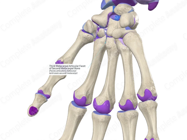 Third Metacarpal Articular Facet of Second Metacarpal Bone | Complete ...